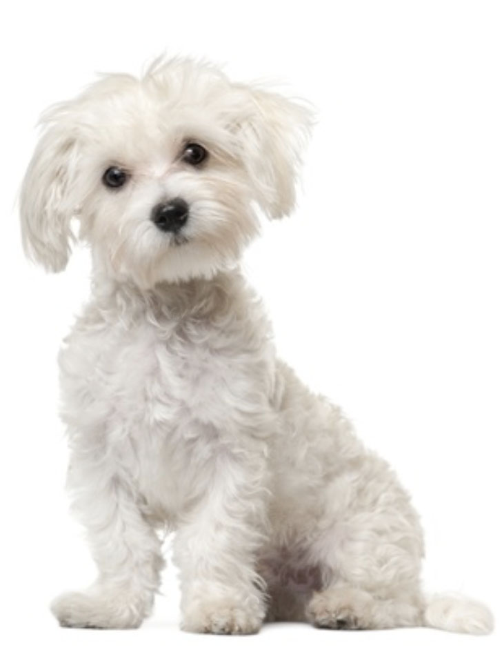 Online booking - Shaggy Chic Pet Grooming