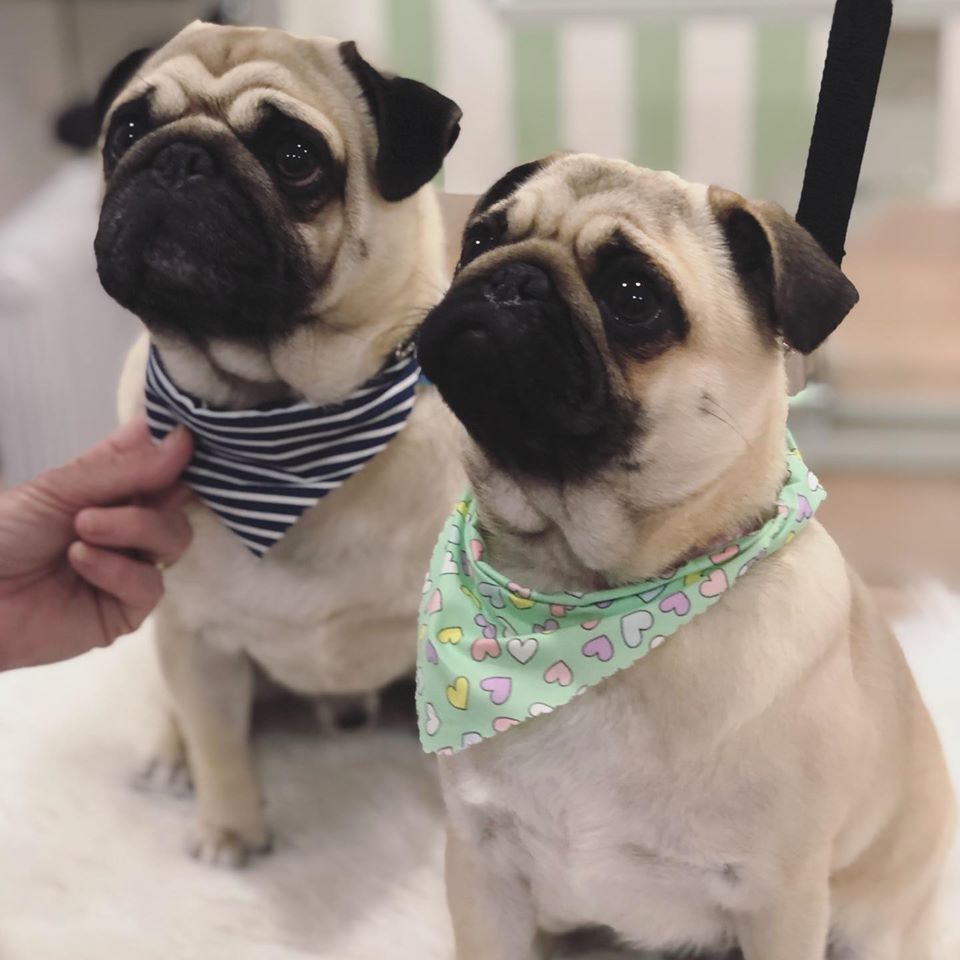 Online booking - Urban Tails Grooming