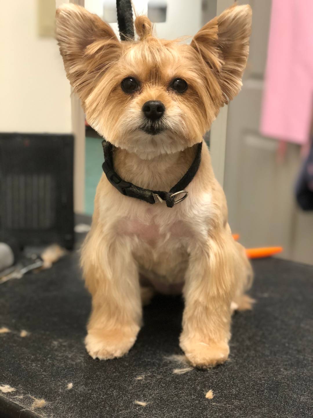 Online booking - Strutt Your Mutt Grooming