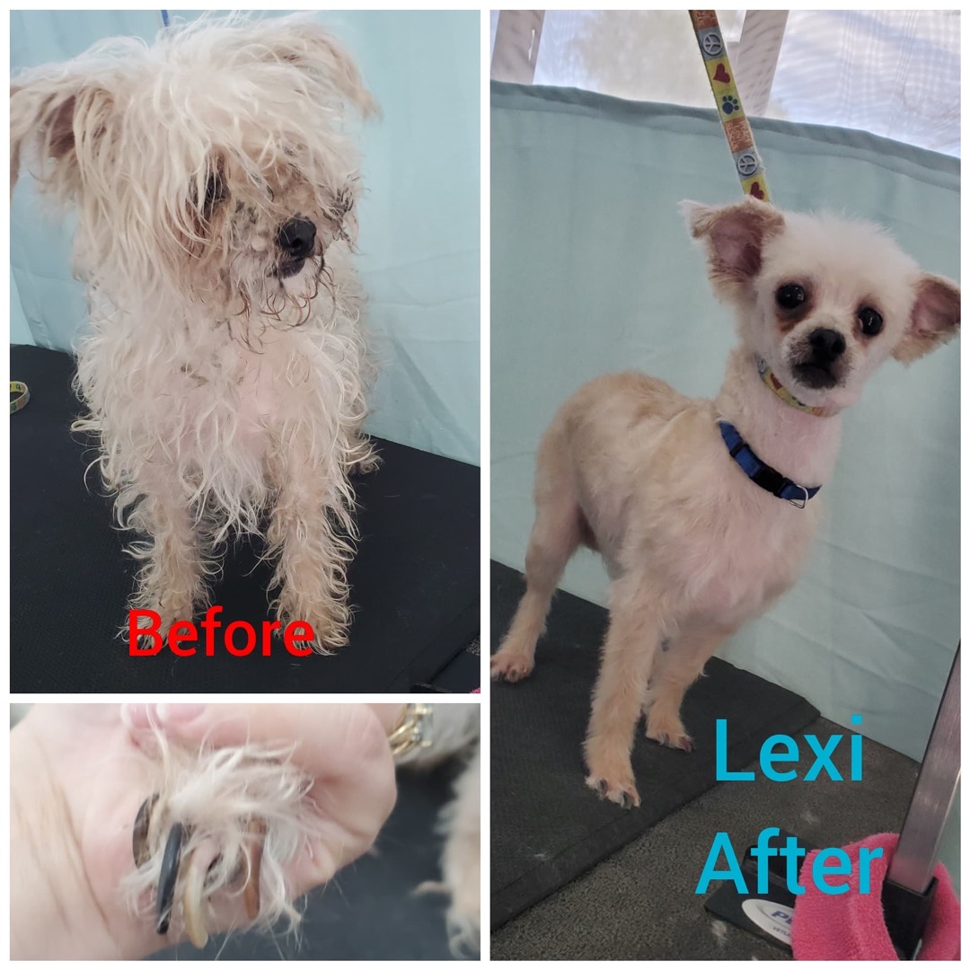 Online booking - Bark Bath and Beyond Pet Grooming