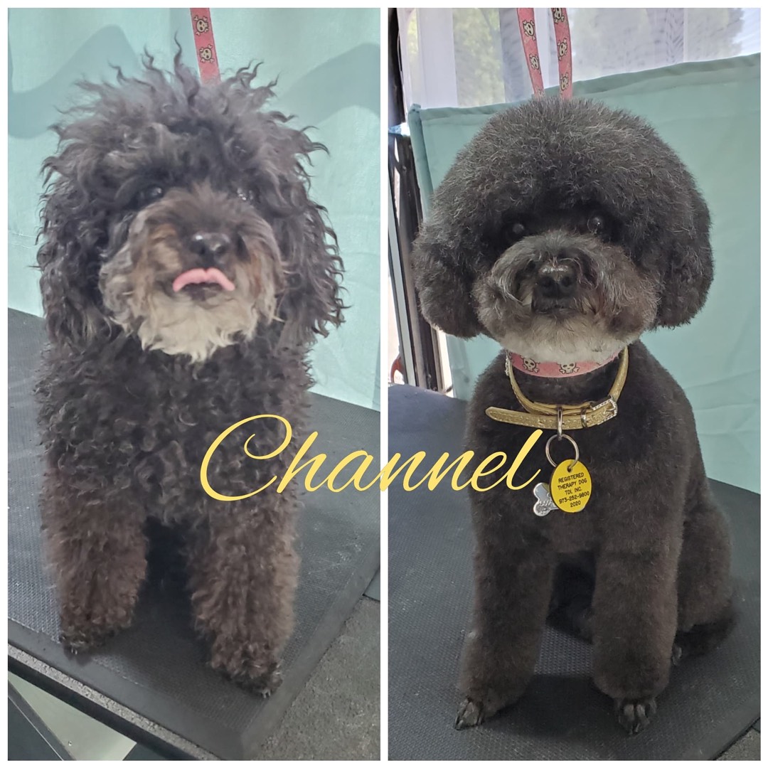 Online booking - Bark Bath and Beyond Pet Grooming