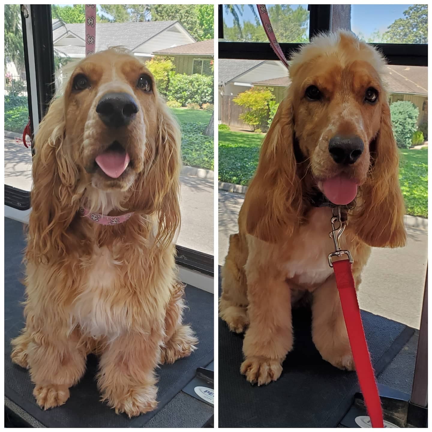 Online booking - Bark Bath and Beyond Pet Grooming