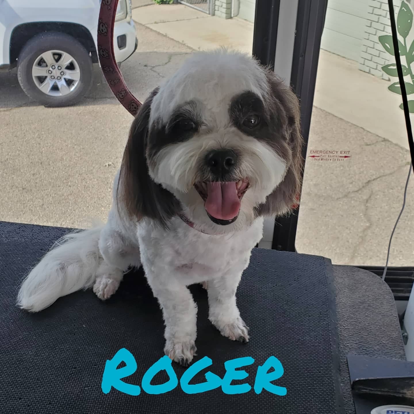 Online booking - Bark Bath and Beyond Pet Grooming