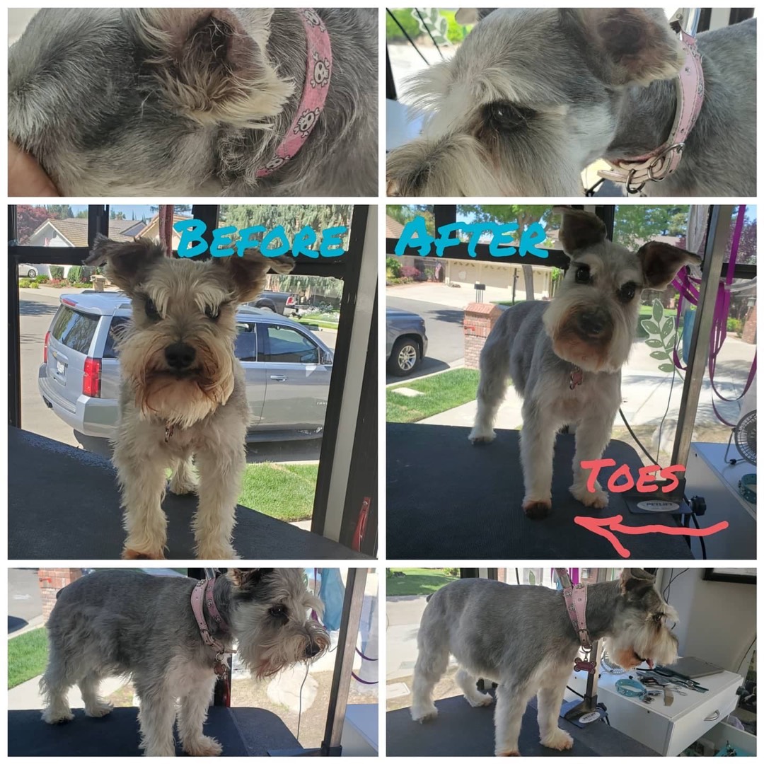 Online booking - Bark Bath and Beyond Pet Grooming