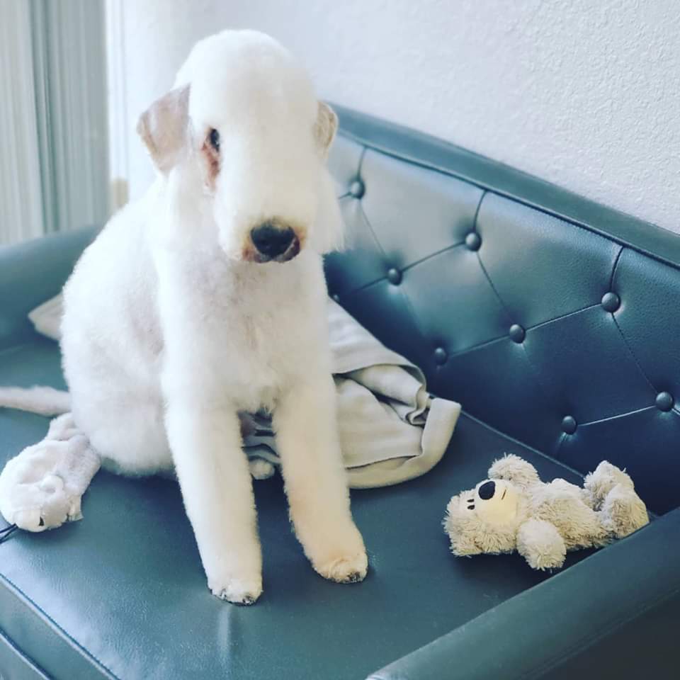 Online booking - Picture Perfect Grooming Salon