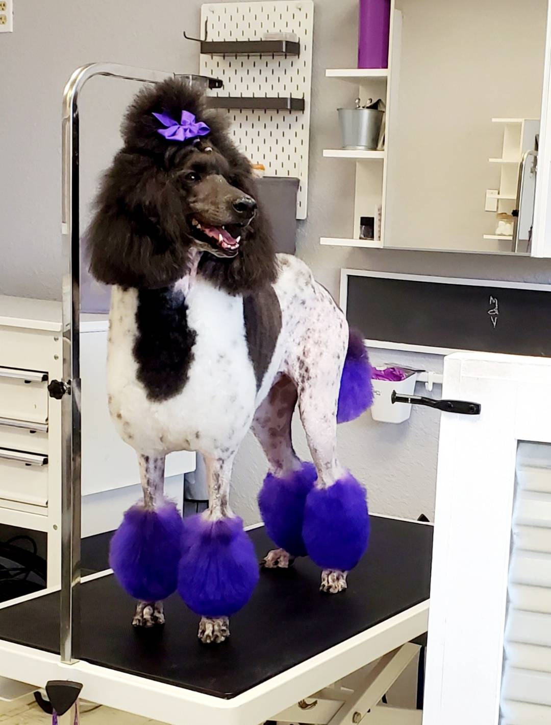 Online booking - Picture Perfect Grooming Salon