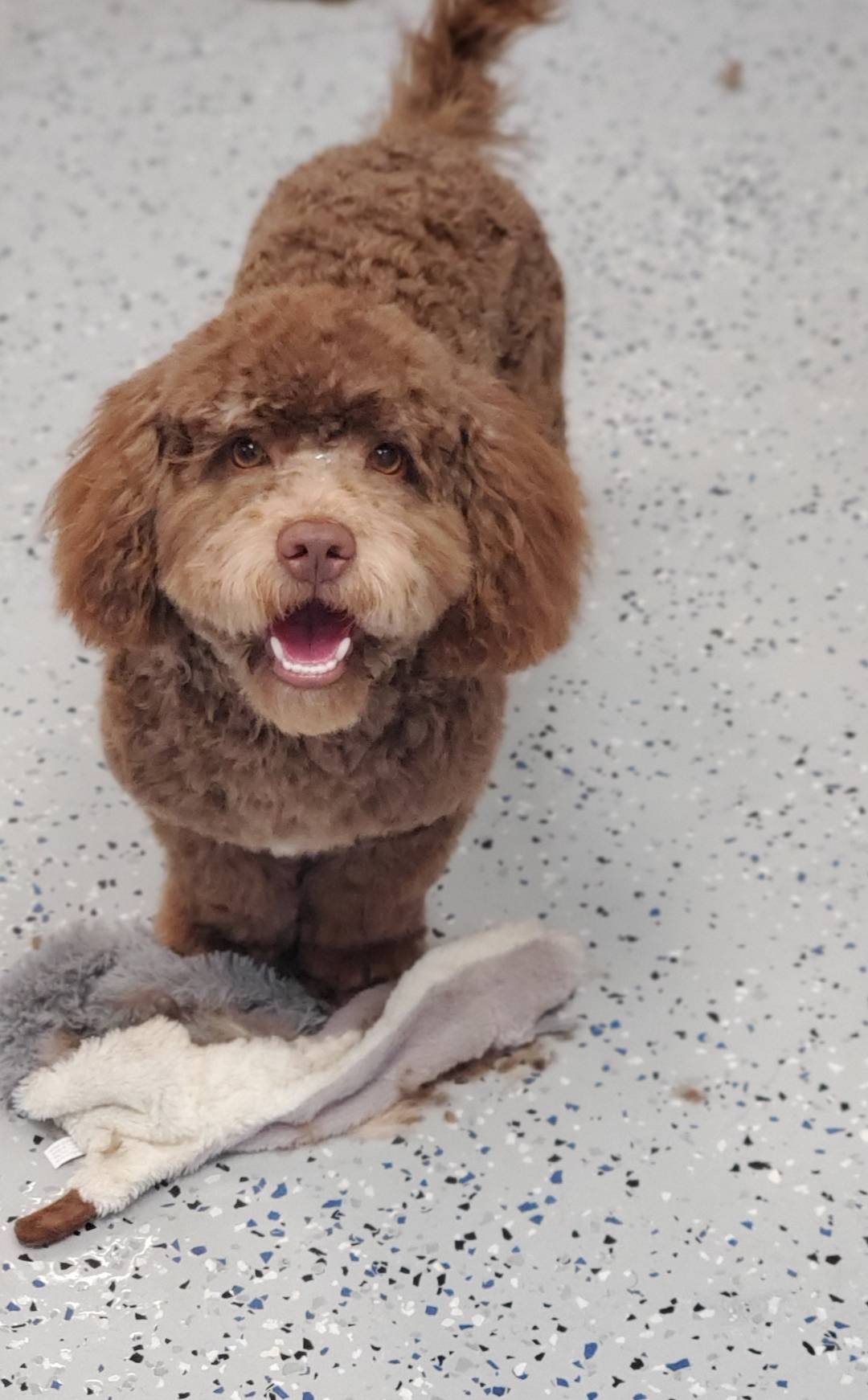 Online booking - Picture Perfect Grooming Salon