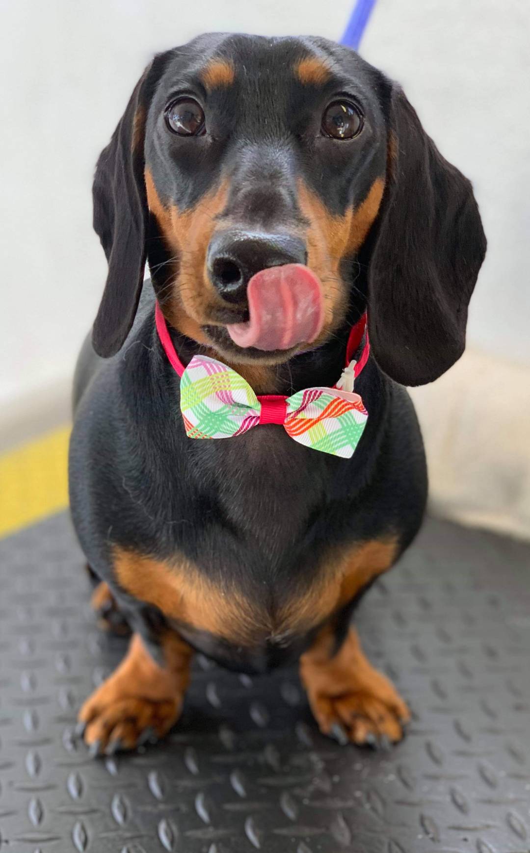 Online booking - Bow Wow Dog Grooming