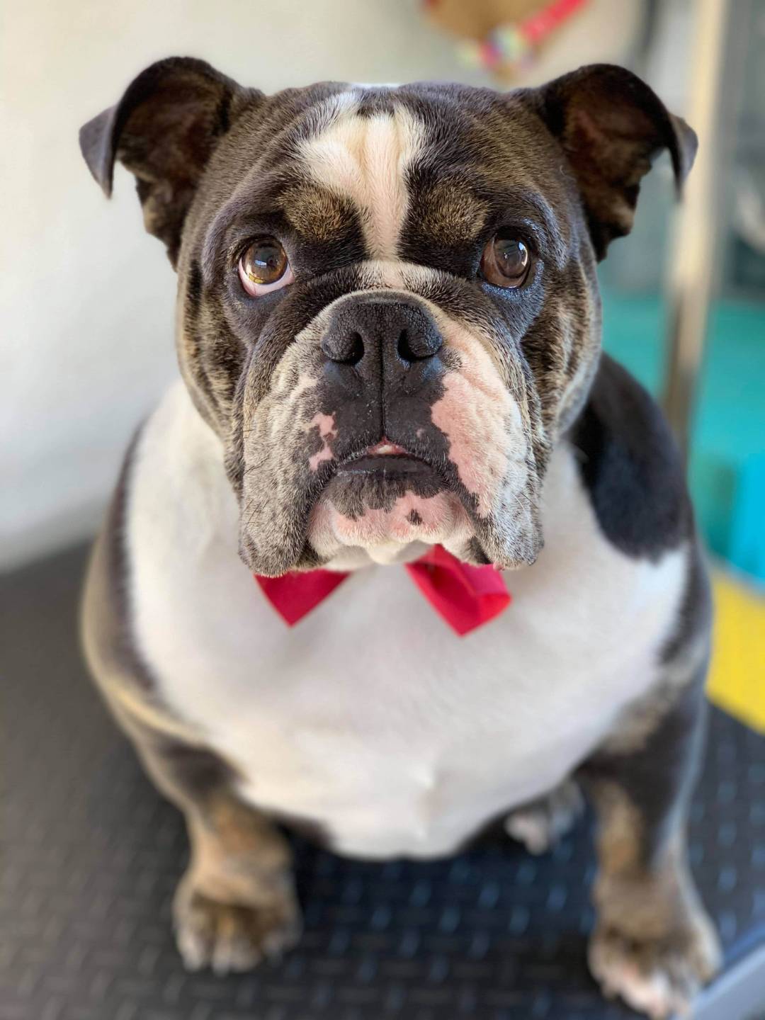 Online booking - Bow Wow Dog Grooming