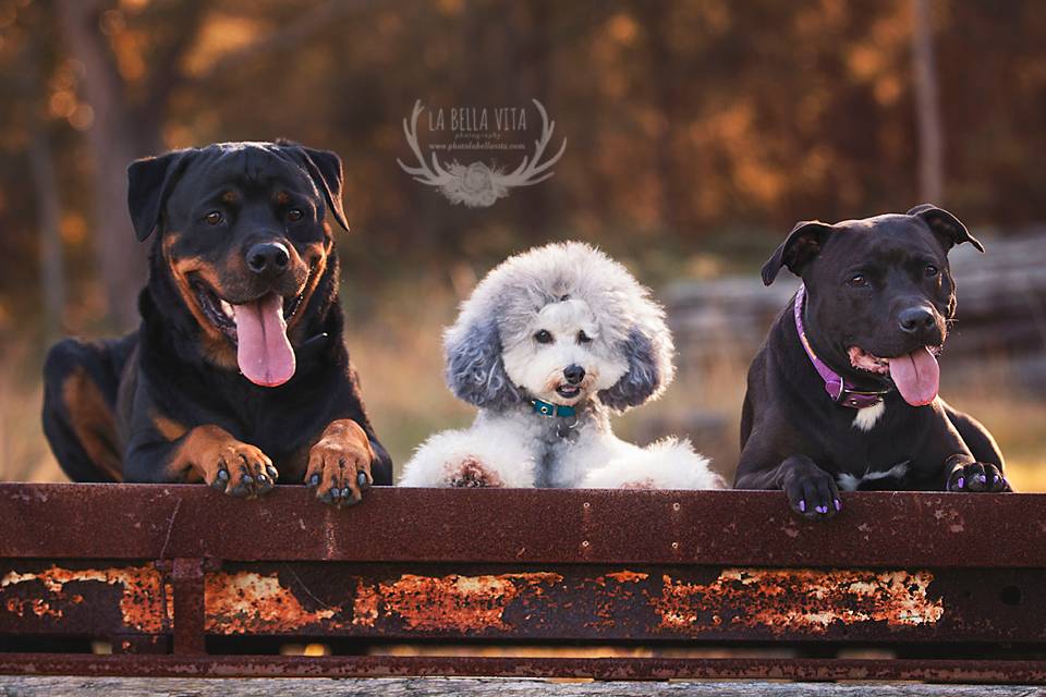 Online booking - Oasis Pet Styling