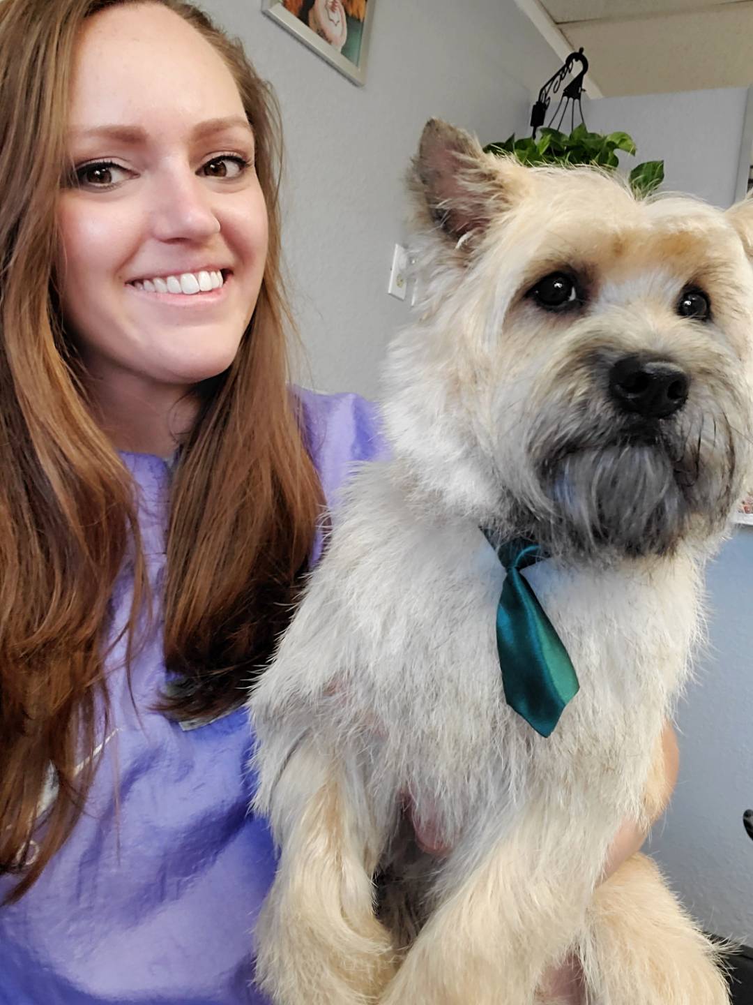 Online booking - Picture Perfect Grooming Salon