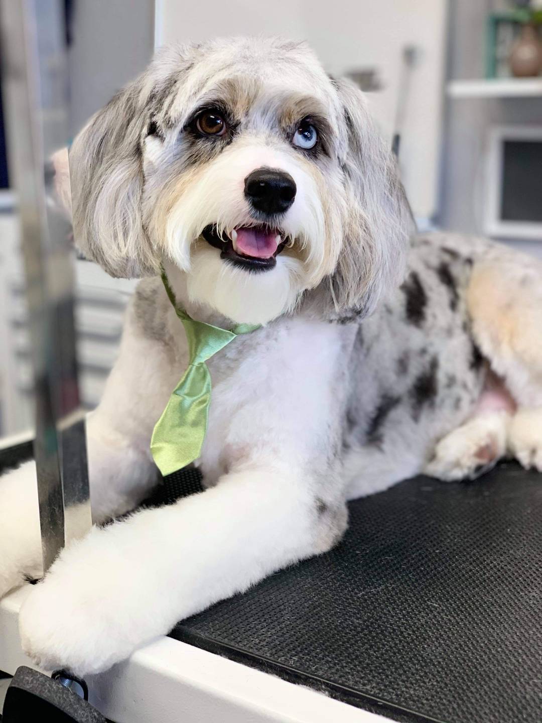 Online booking - Picture Perfect Grooming Salon