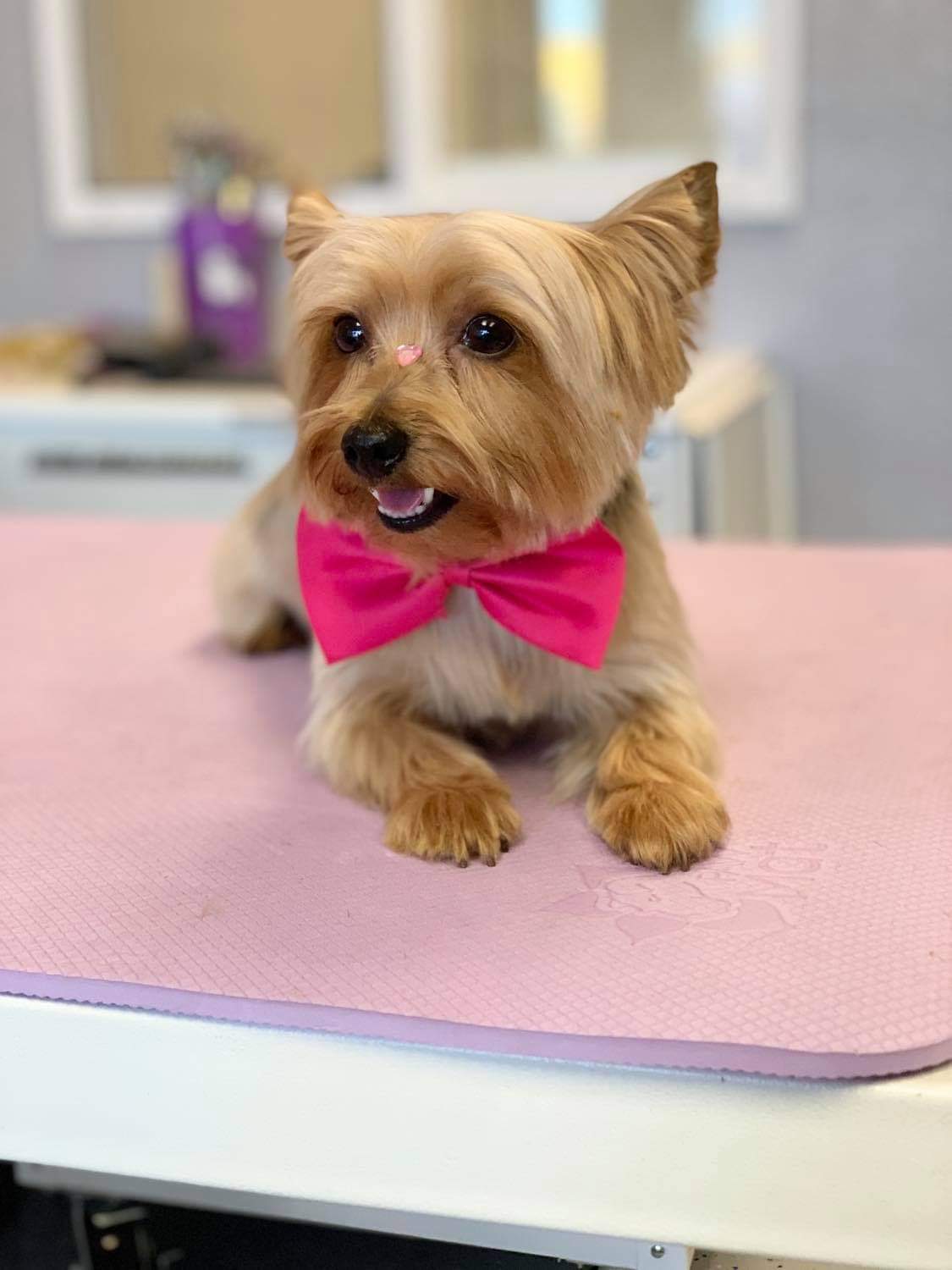 Online booking - Picture Perfect Grooming Salon