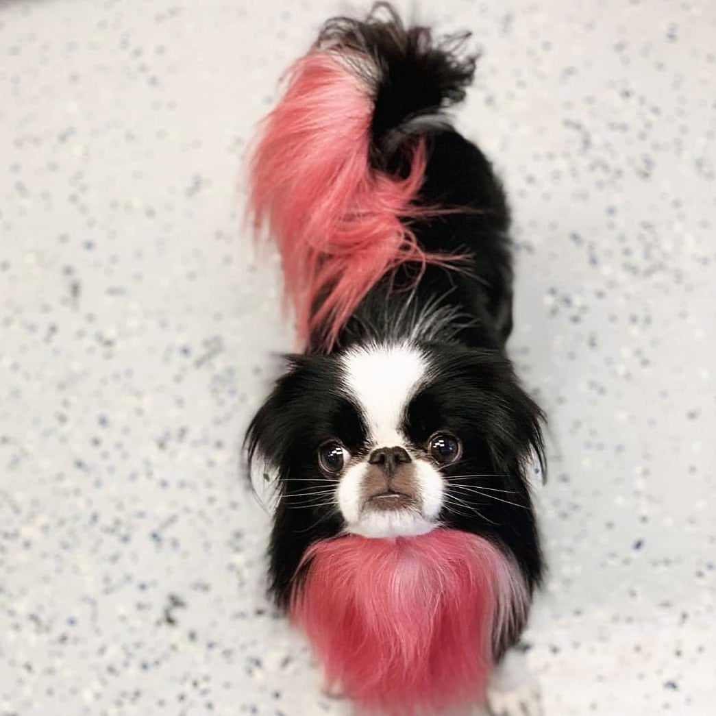 Online booking - Picture Perfect Grooming Salon