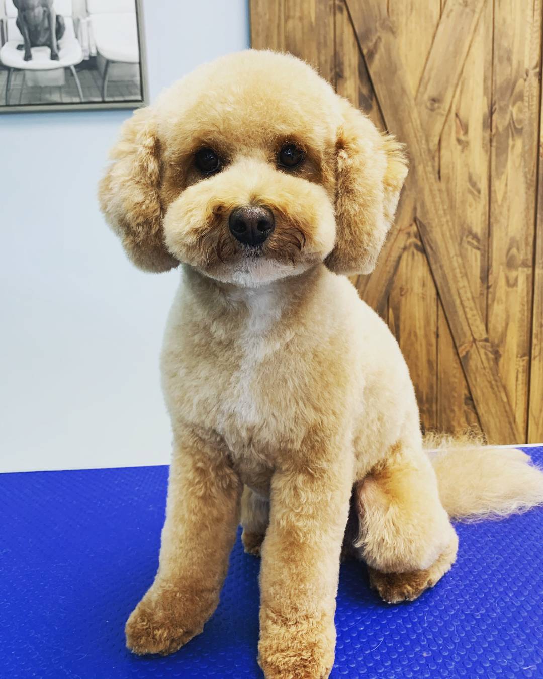 Online booking - DOGS by Kate