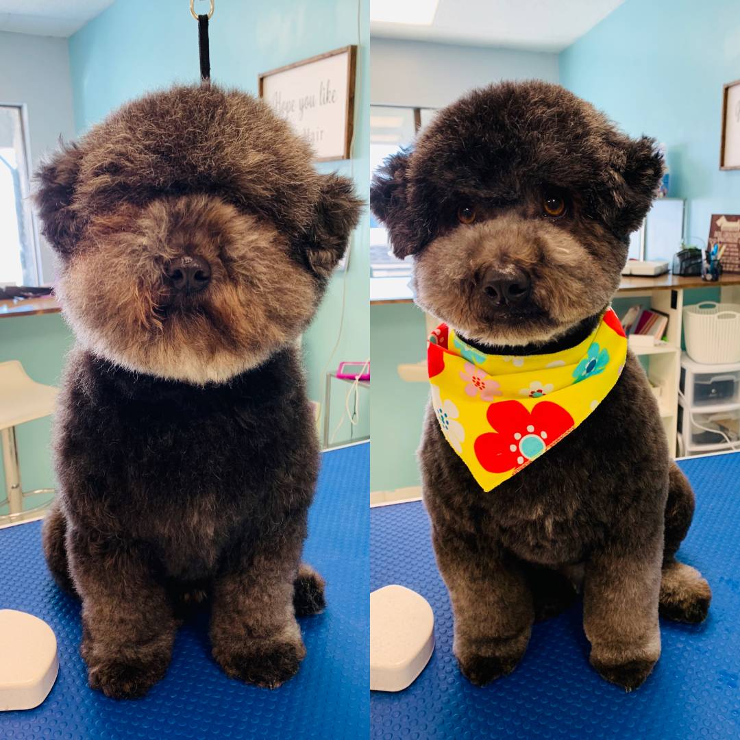 Online booking - DOGS by Kate