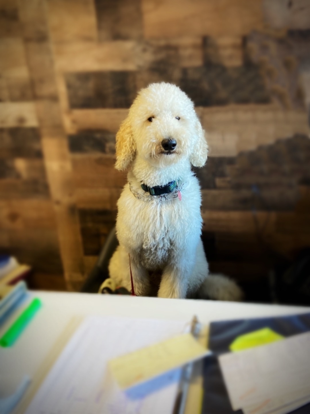 Online booking - Dog Performers