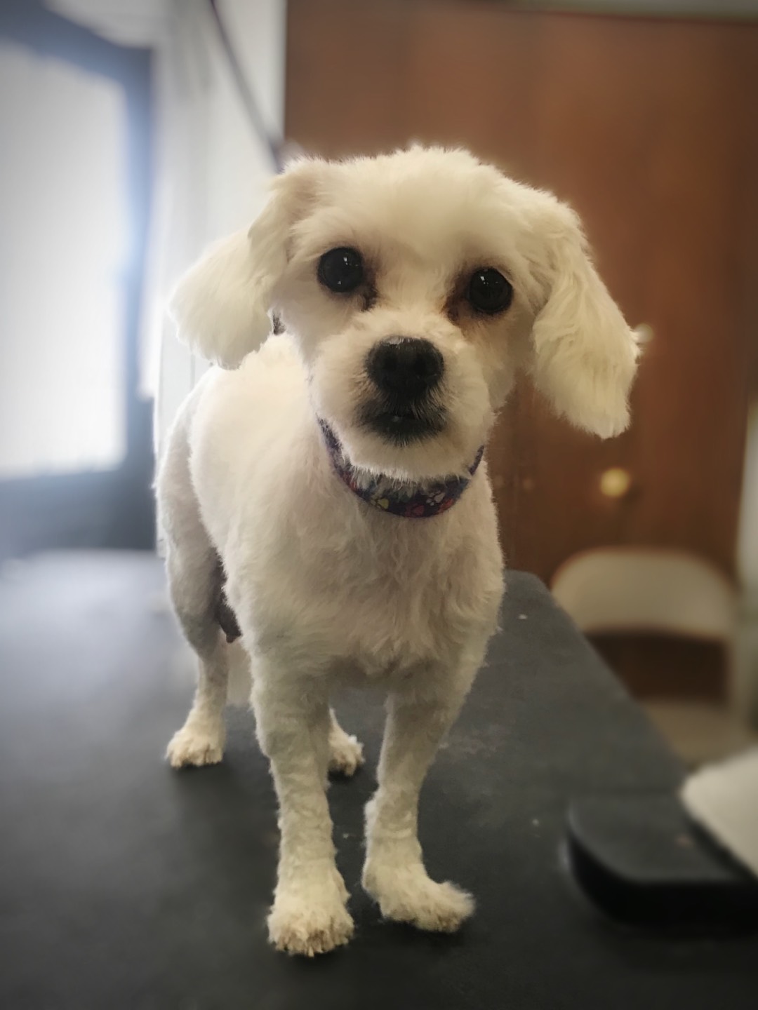 Online booking - Dog Performers