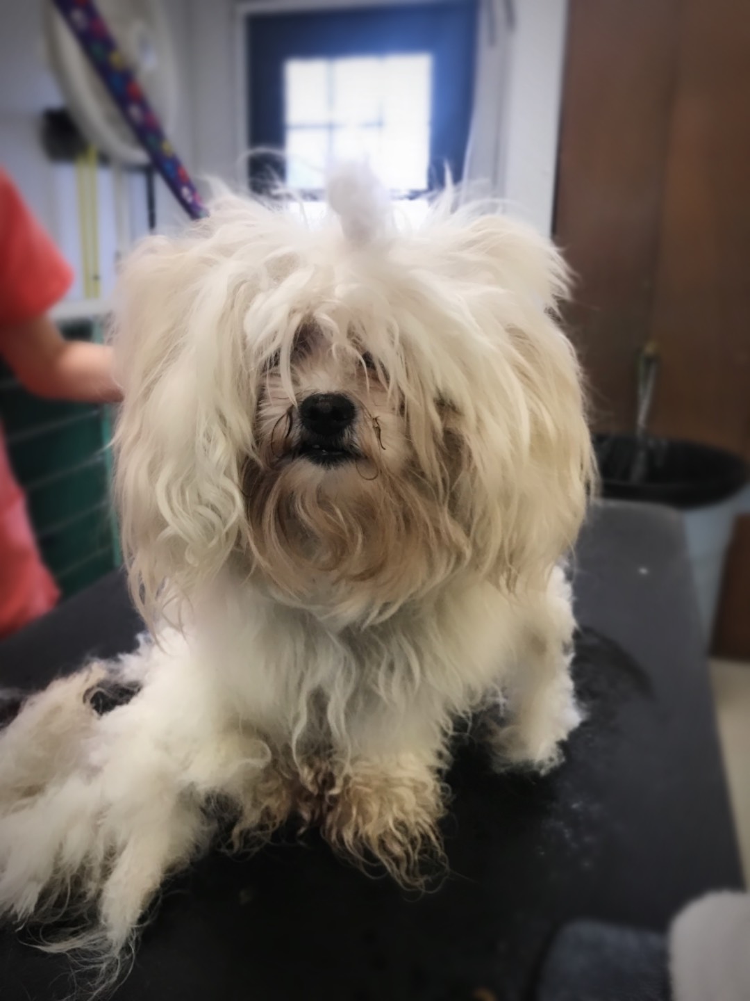 Online booking - Dog Performers