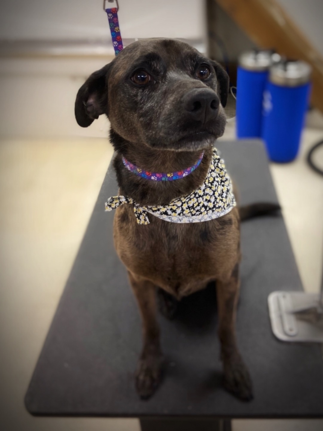 Online booking - Dog Performers