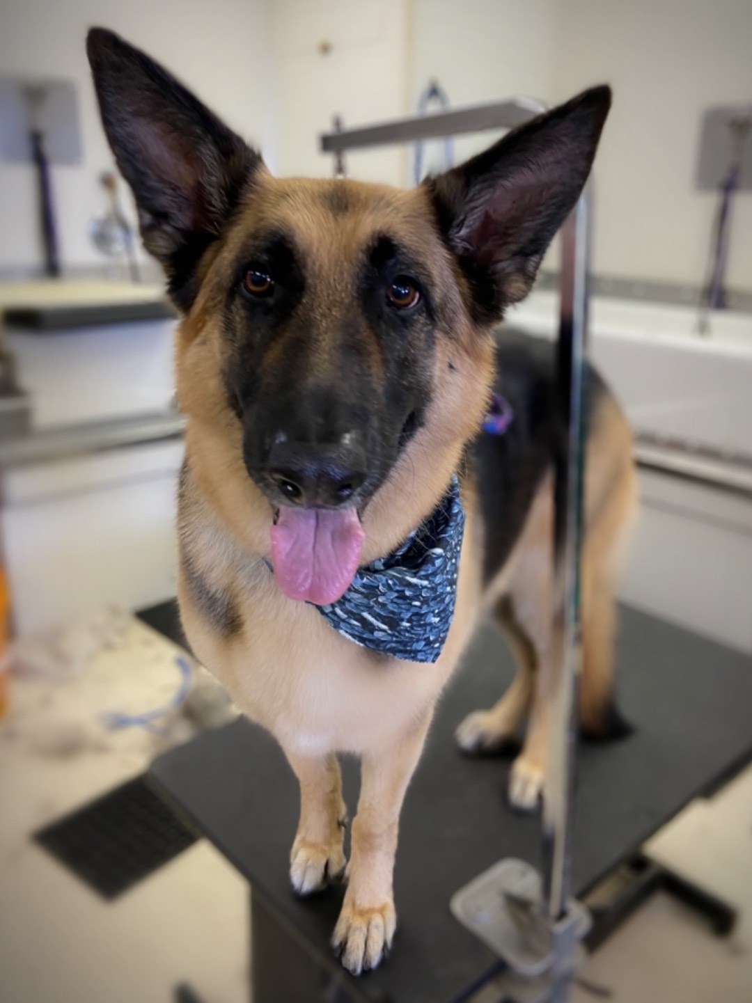 Online booking - Dog Performers