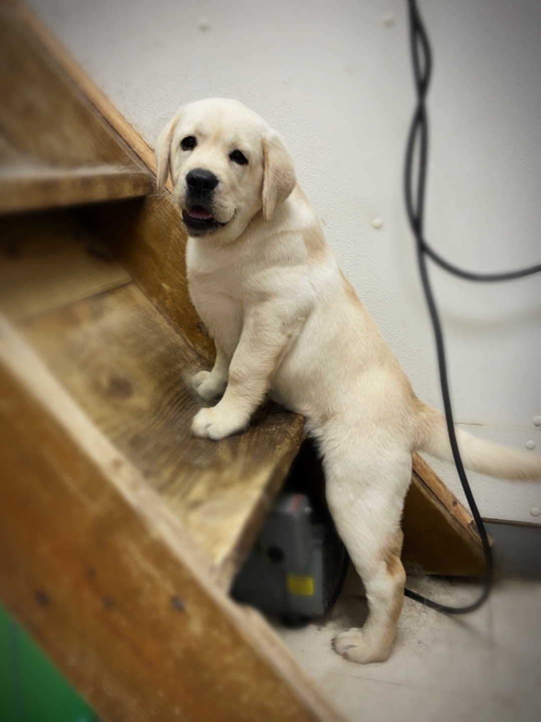 Online booking - Dog Performers