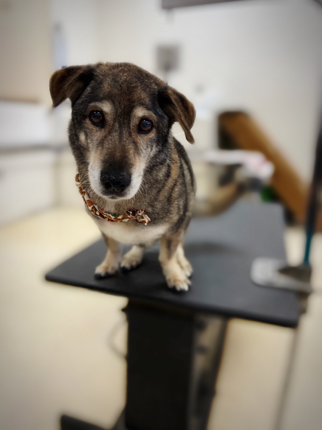 Online booking - Dog Performers