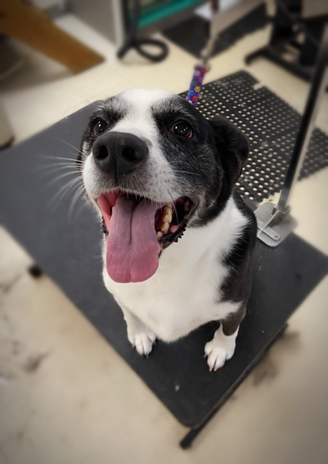 Online booking - Dog Performers