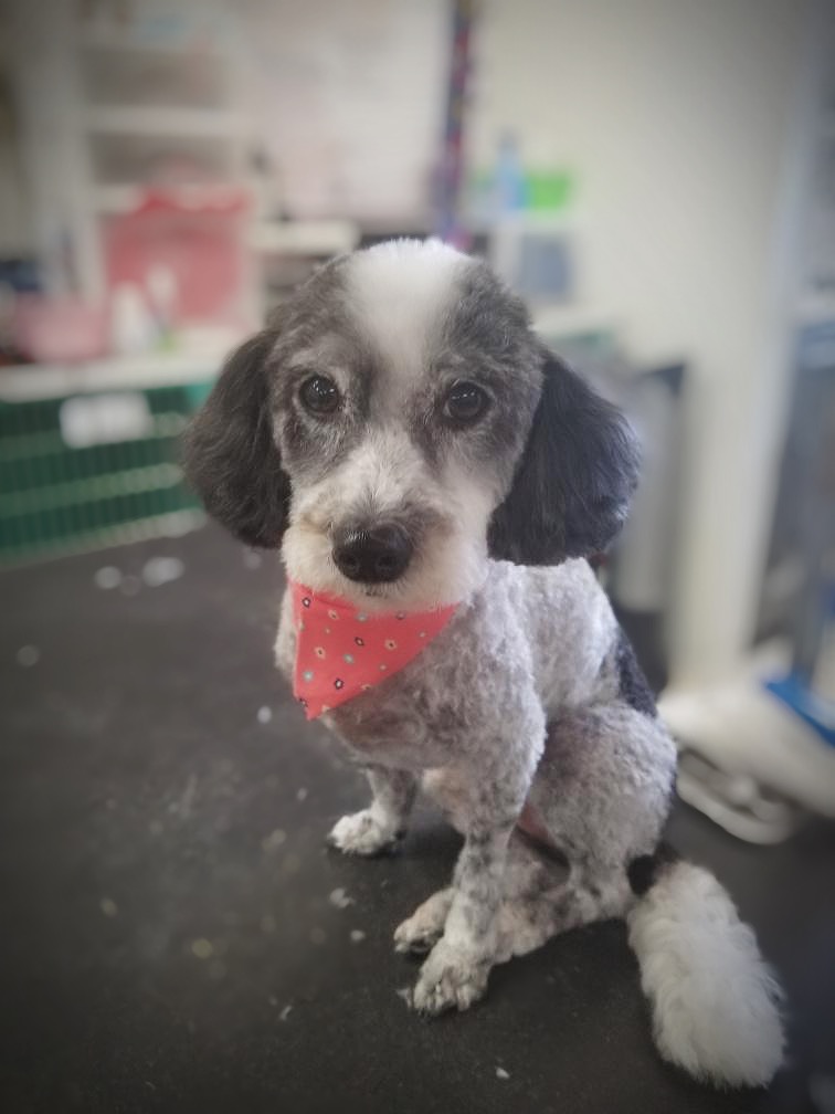 Online booking - Dog Performers