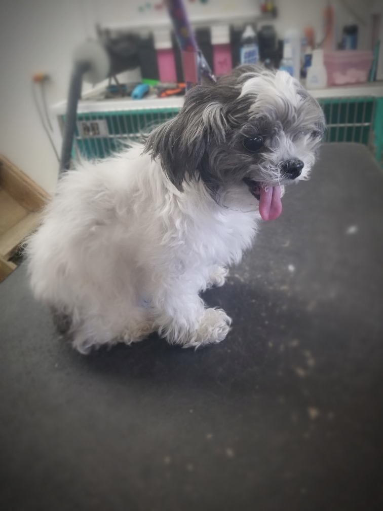 Online booking - Dog Performers