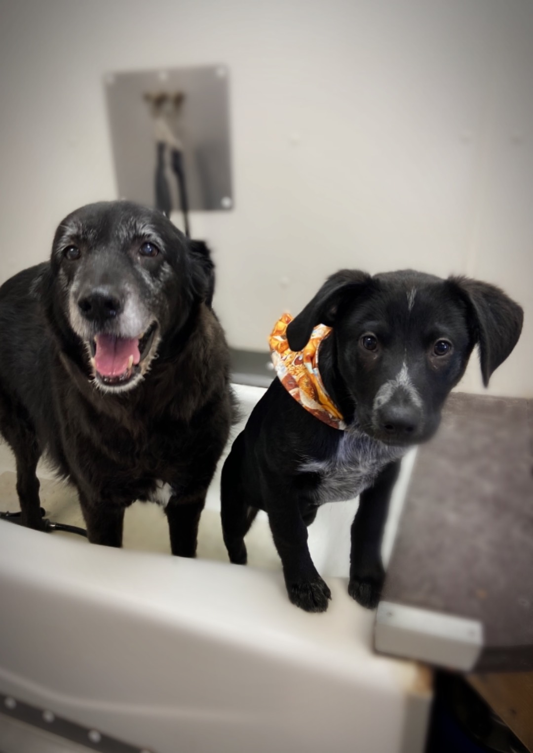 Online booking - Dog Performers