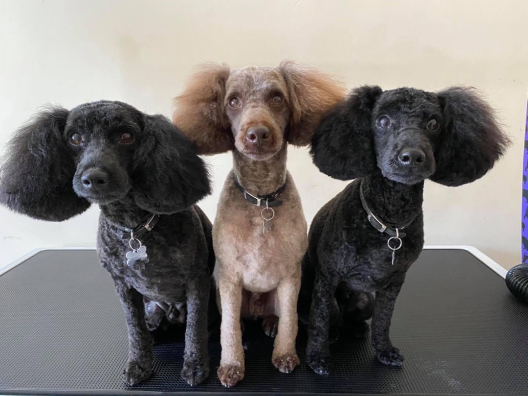 Online booking - Oodles Of Poodles Grooming Salon