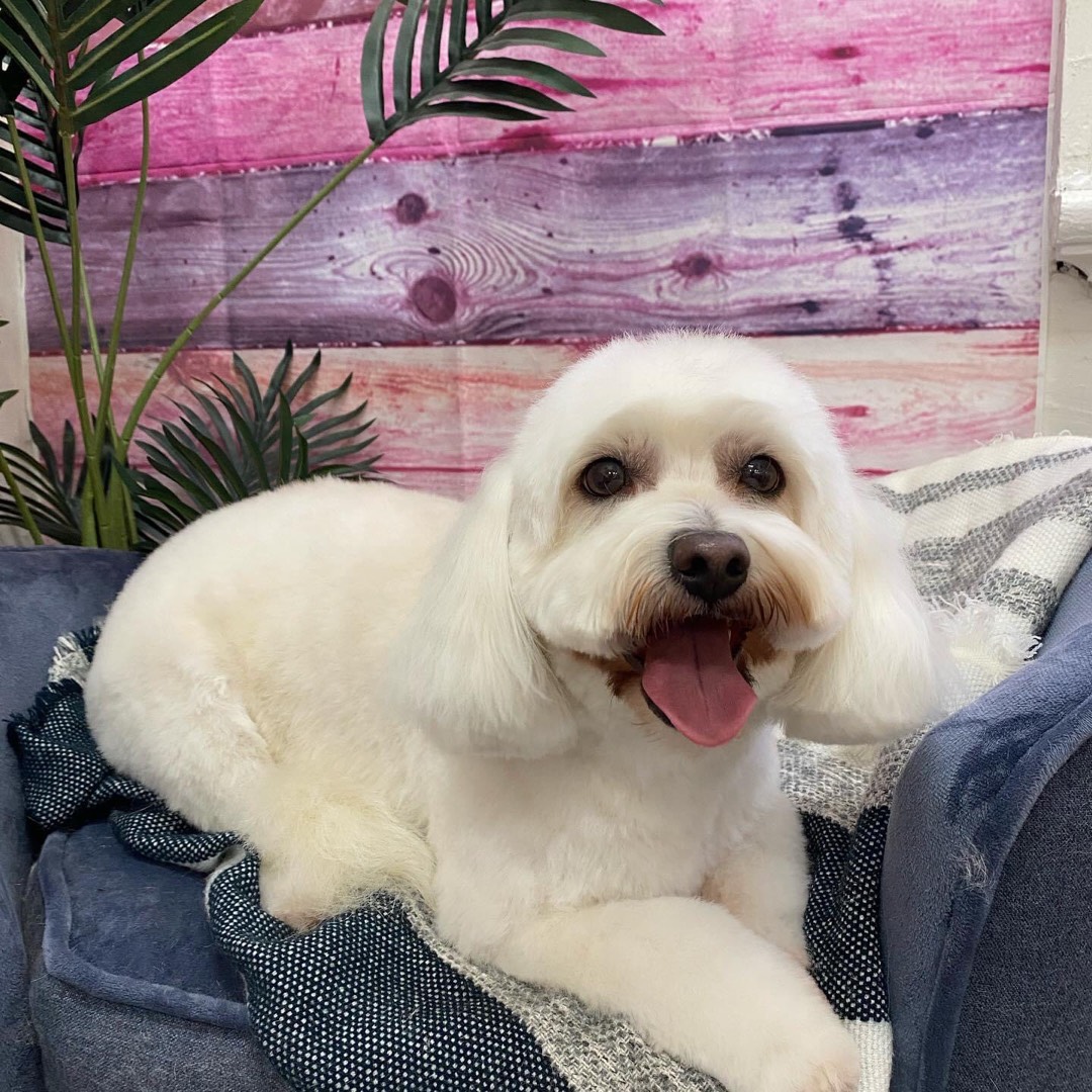 Online booking - Oodles Of Poodles Grooming Salon