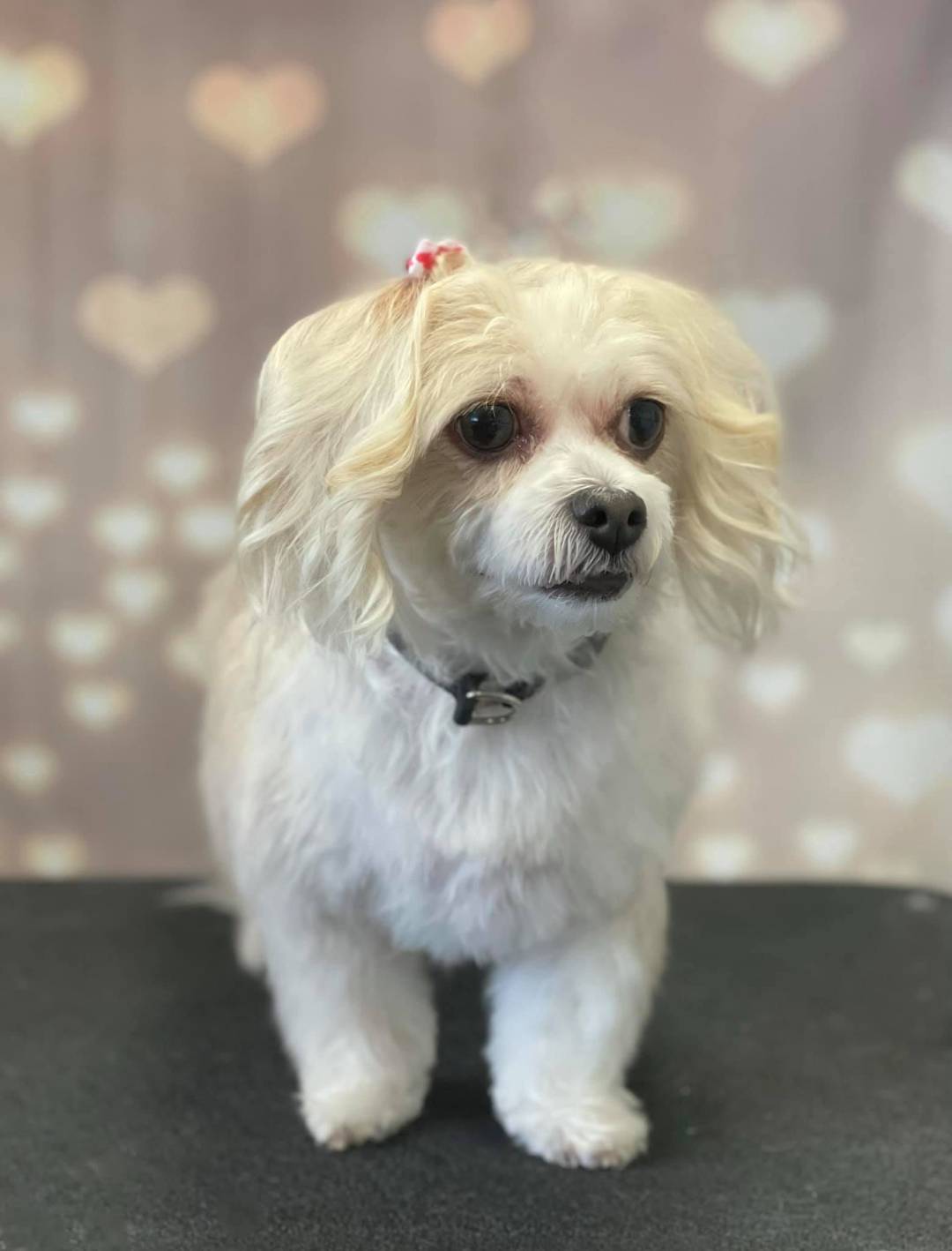 Online booking - Barks n Bubbles