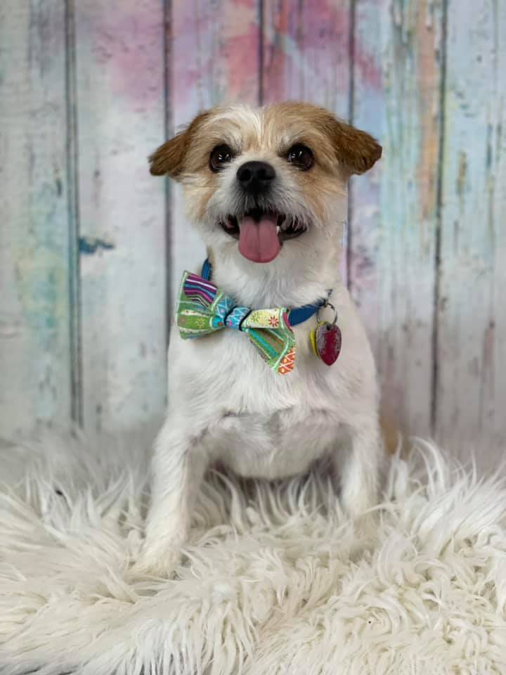 Online booking - Barks n Bubbles