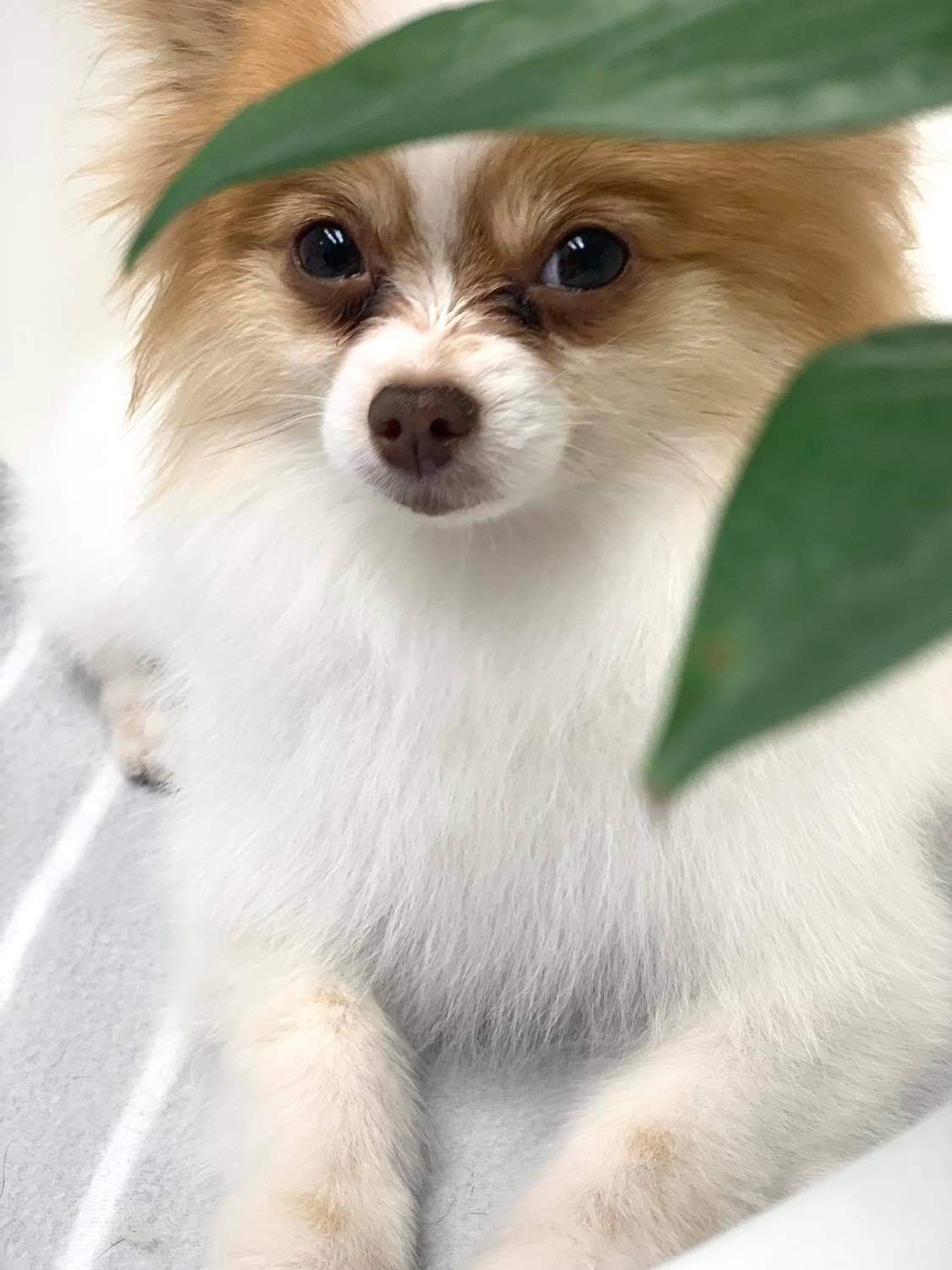 Online booking - Picture Perfect Grooming Salon