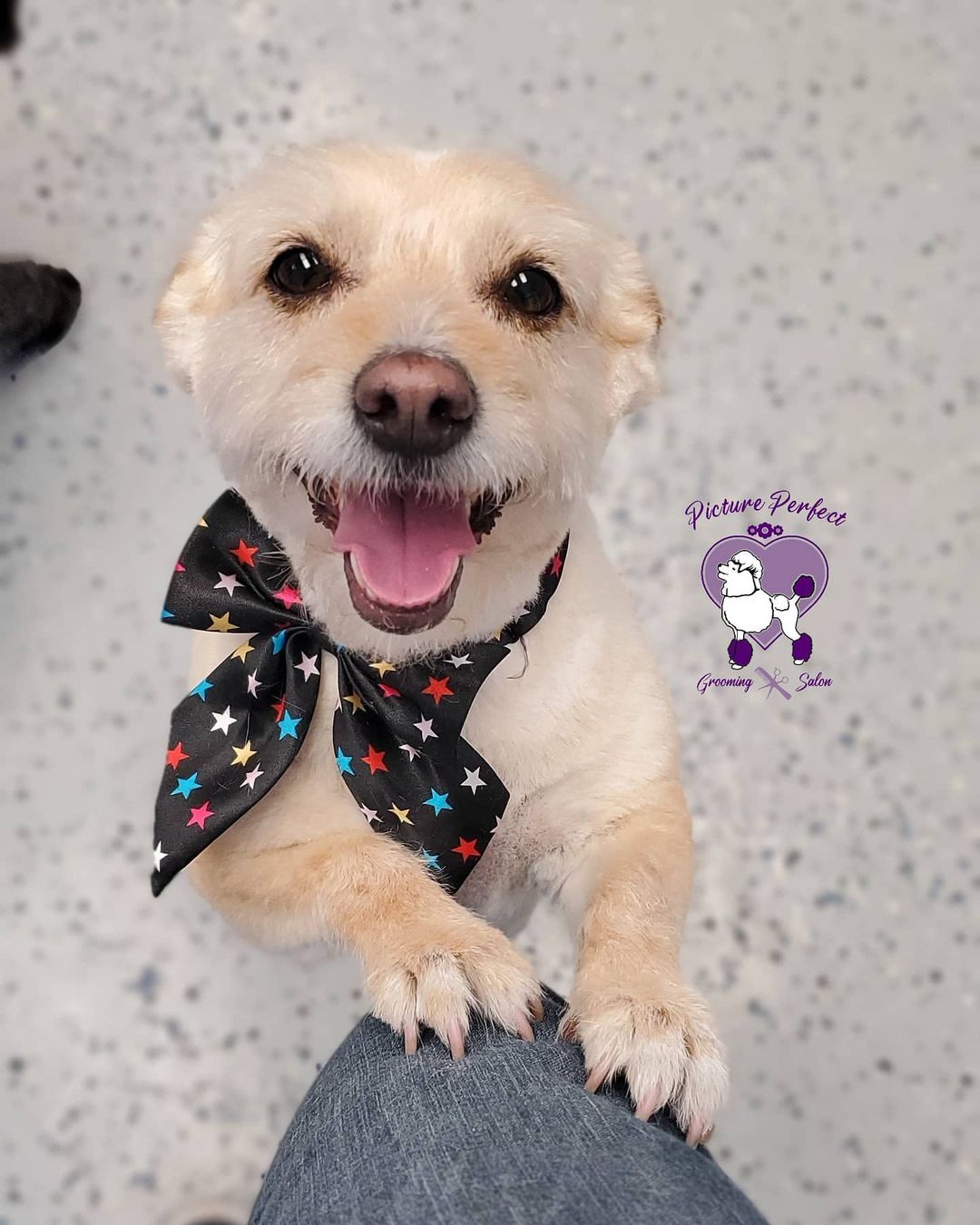 Online booking - Picture Perfect Grooming Salon