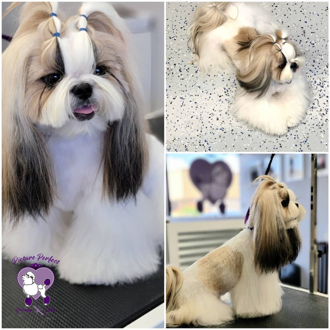 Online booking - Picture Perfect Grooming Salon