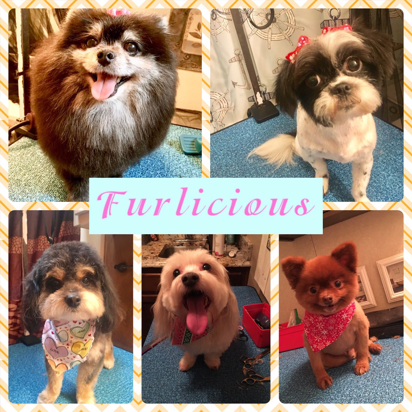 Online booking - Furlicious Mobile Grooming